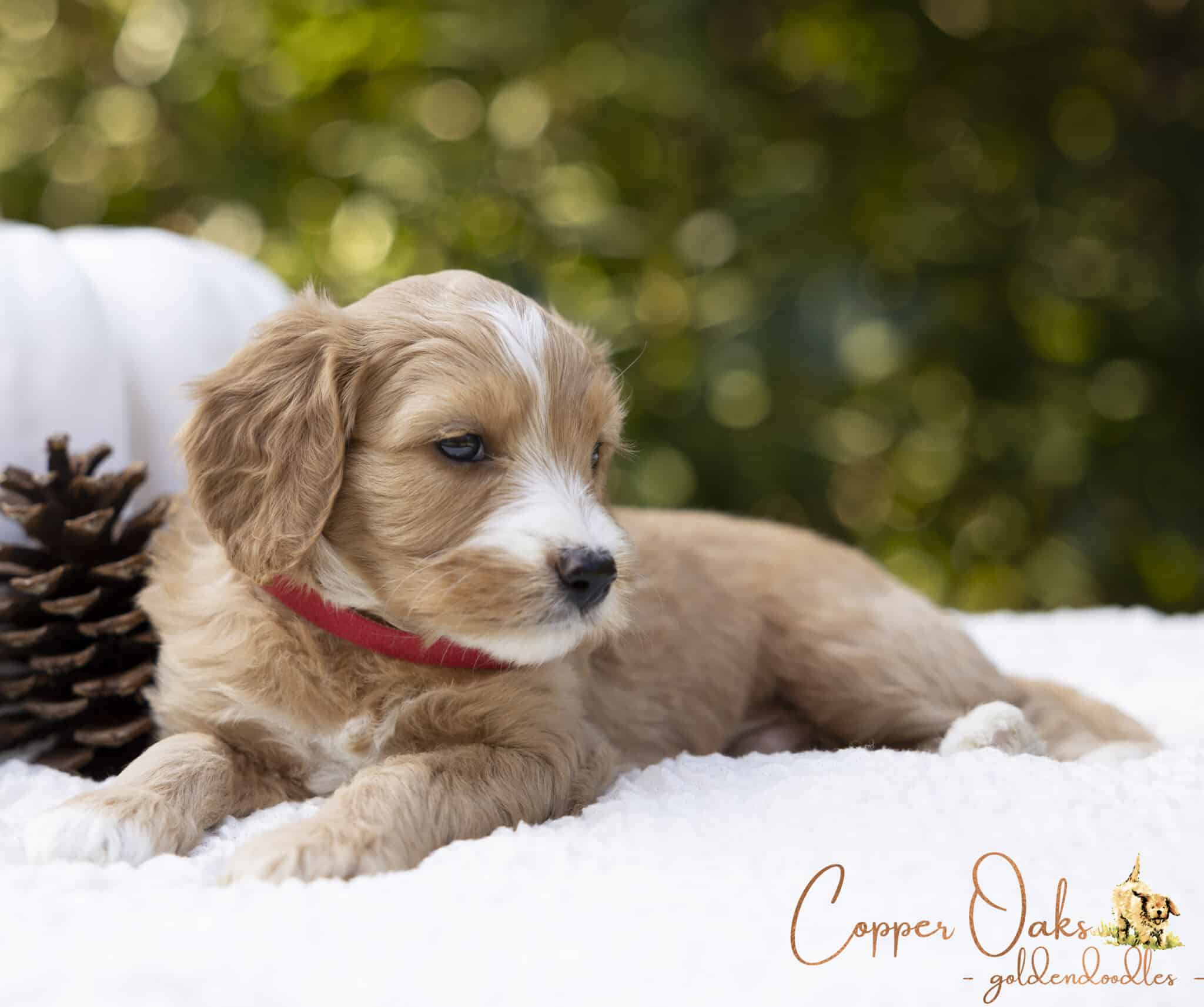 Mini Petite Goldendoodles Genetic Tested- Copper Oaks Goldendoodles
