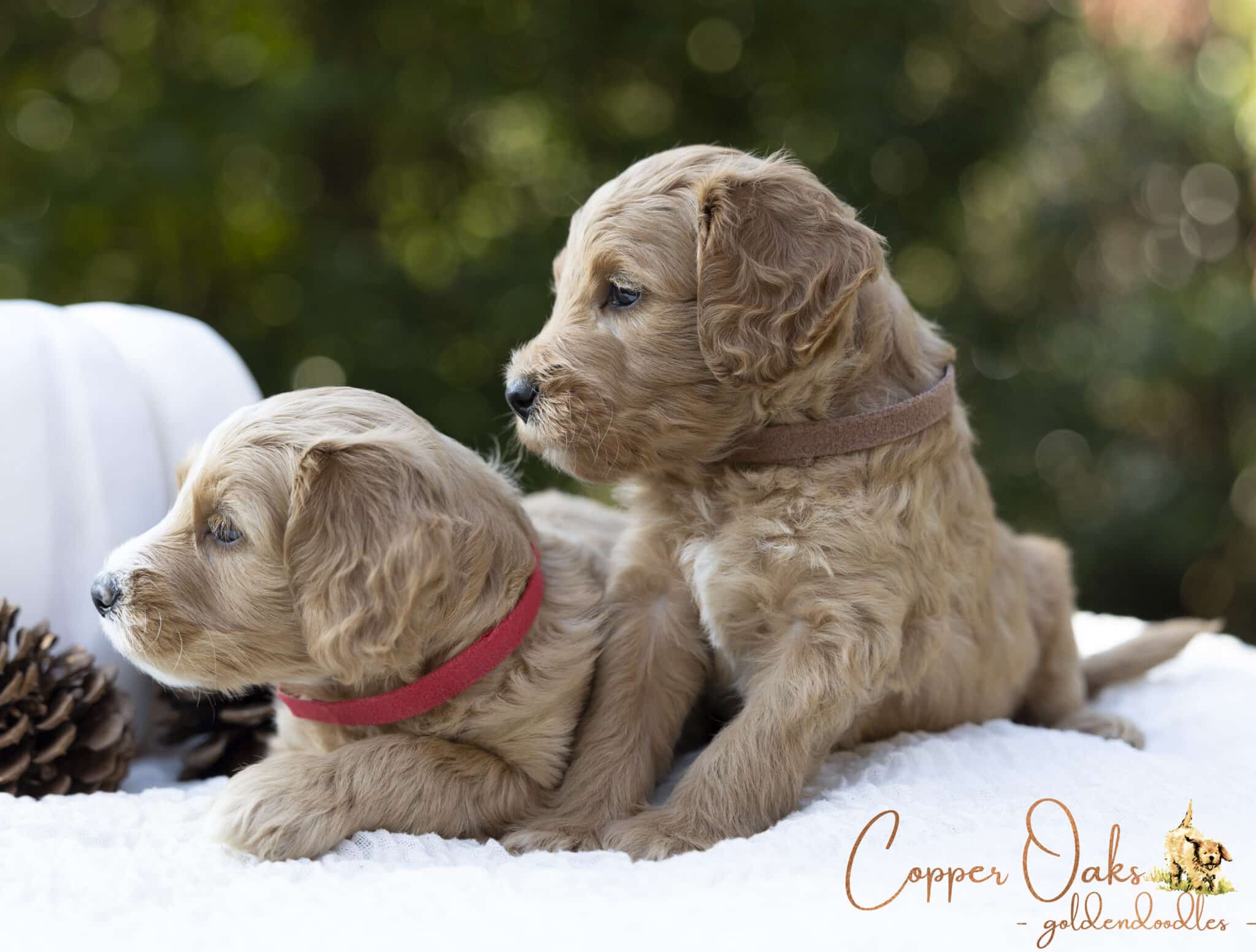 Mini Petite Goldendoodles Genetic Tested- Copper Oaks Goldendoodles